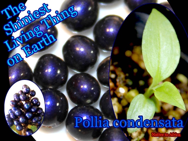 ポリア・コンデンサータ(Pollia condensata)小苗[地球で最も輝きを放つ果実・メタリックブルーの実] 販売店