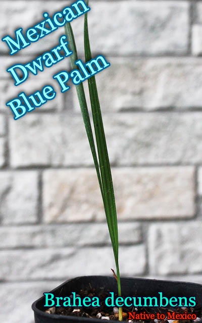メキシカン・ドワーフブルーパーム(Brahea decumbens)苗[耐寒性ヤシ] 販売店