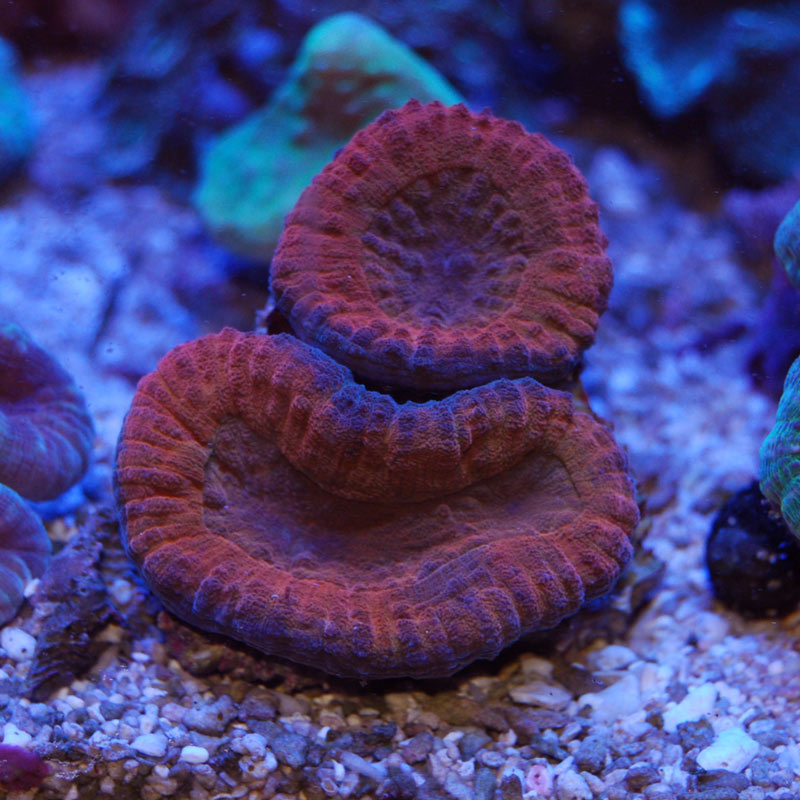 オオハナガタサンゴsp. レッド | 海水魚図鑑（過去入荷）,サンゴ・イソギンチャク,ハードコーラル | やどかり屋