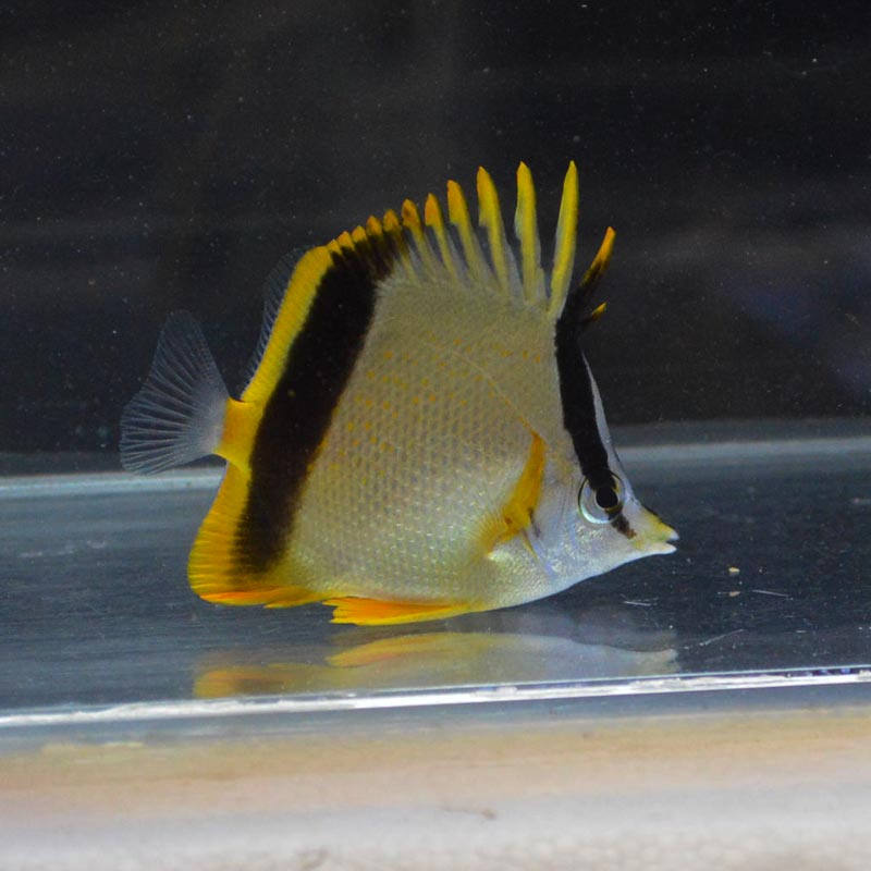 マルセラバタフライフィッシュ【ガーナ産】 | 海水魚図鑑（過去入荷）,海水魚,チョウチョウウオ | やどかり屋