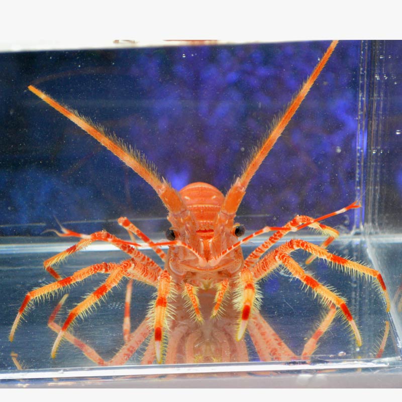 ワグエビ【バリ産】 | 海水魚図鑑（過去入荷）,甲殻類 | やどかり屋