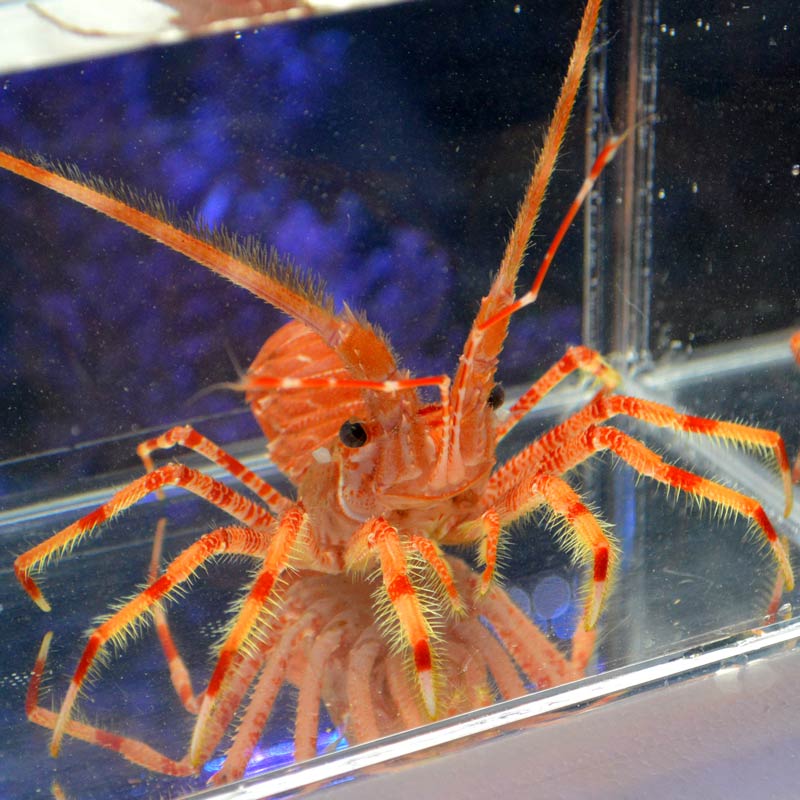 ワグエビ【バリ産】右触覚欠損あり！ | 海水魚図鑑（過去入荷）,甲殻類 | やどかり屋