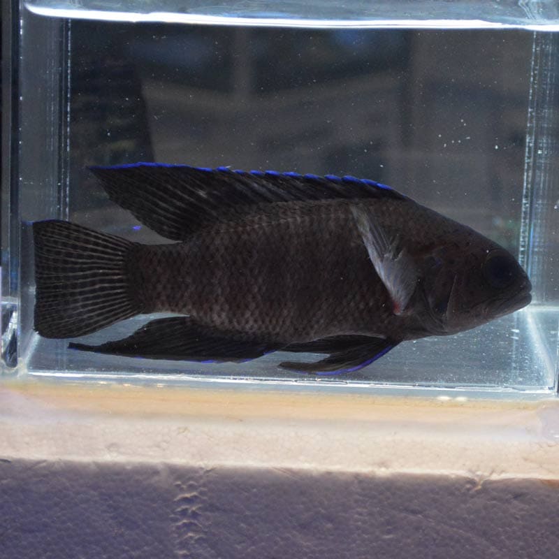 ノーザンブルーデビル Northern Blue Devil【オーストラリア産】 | 海水魚図鑑（過去入荷）,海水魚,タナバタウオ・ヌノサラシ ...