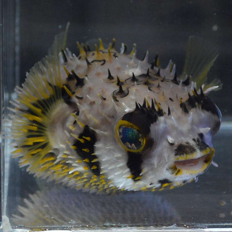 ブラックリップ ポーキュパインフィッシュ 【ケニア産】【初入荷】 | 海水魚図鑑（過去入荷）,海水魚,フグ・ハコフグ | やどかり屋