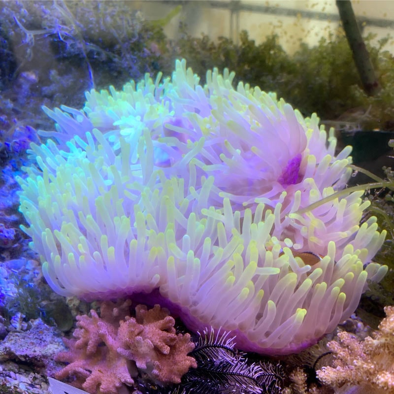 センジュイソギンチャク 【スリランカ産】 | 海水魚図鑑（過去入荷）,サンゴ・イソギンチャク,イソギンチャク | やどかり屋