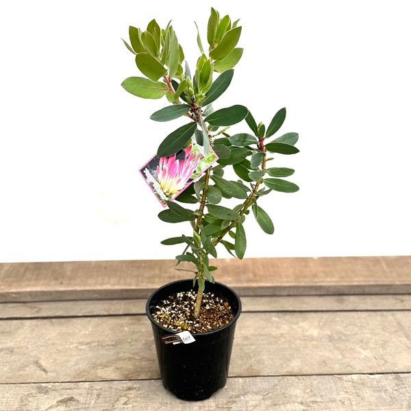 おしゃれ 観葉植物 花苗：プロテア エキシミア*6号 Protea eximia | 観葉植物,ガーデンプランツ | 遊恵盆栽 本店