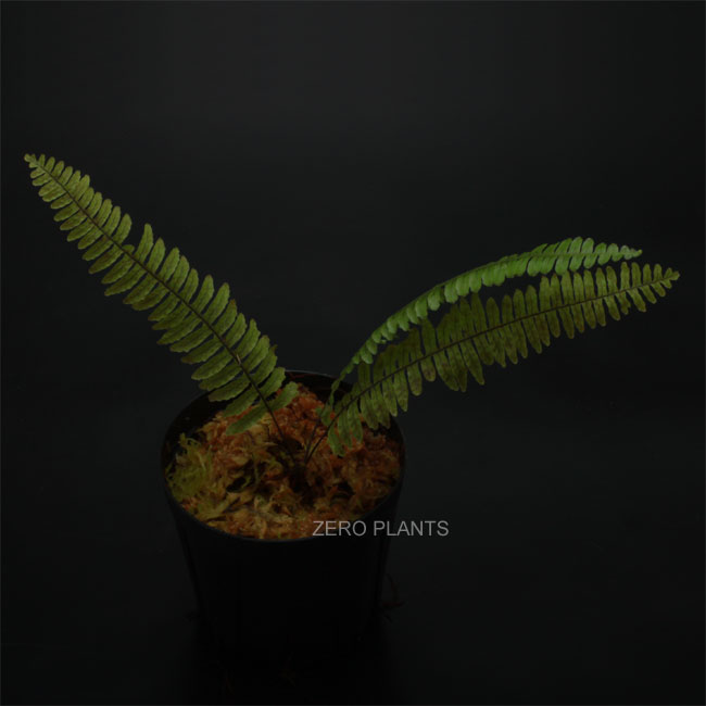 Pecluma plumula " Panama " [ ペクルマ・プルムラ ] 【 PN180414-03 】 | 植物 ( 過去販売株 ...
