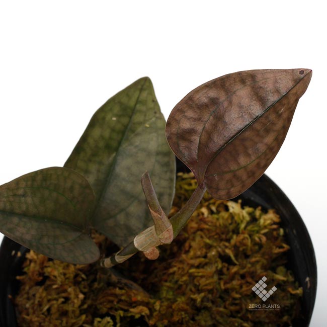 Nephelaphyllum pulchrum [ ネフェラフィラム・プルクラム ] 【 PN190209-08 】 ( ジュエルオーキッド ...