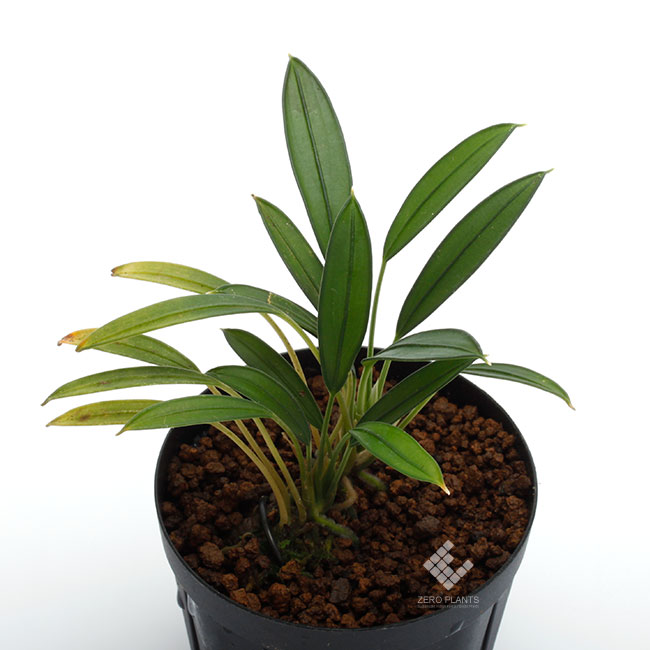 Aridarum sp． [ アリダルム sp. ] 【 PN181201-10