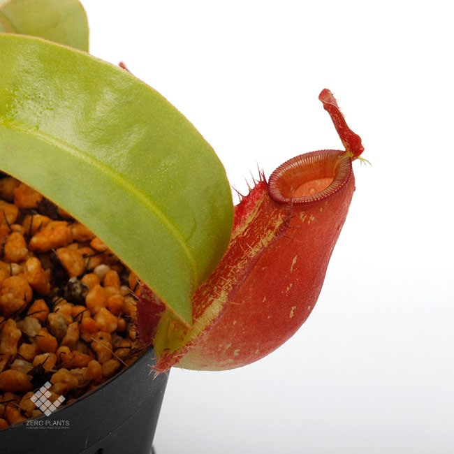 Nepenthes ampullaria " Red " [ ネペンテス・アンプラリア ] 【 PN190503-07