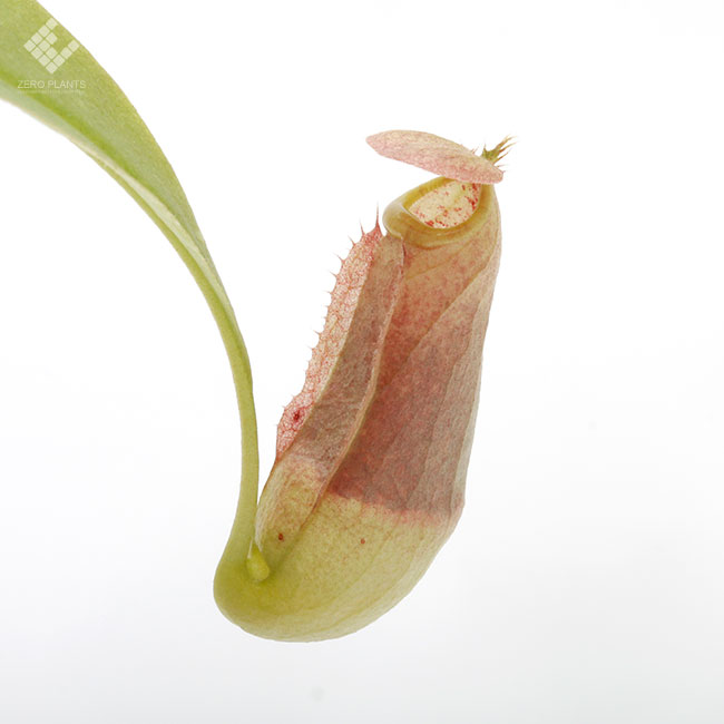 Nepenthes tenax [ ネペンテス・テナックス ] 【 PN190826-04 】 【 湿地帯に自生するオーストラリア固有のネペンテス