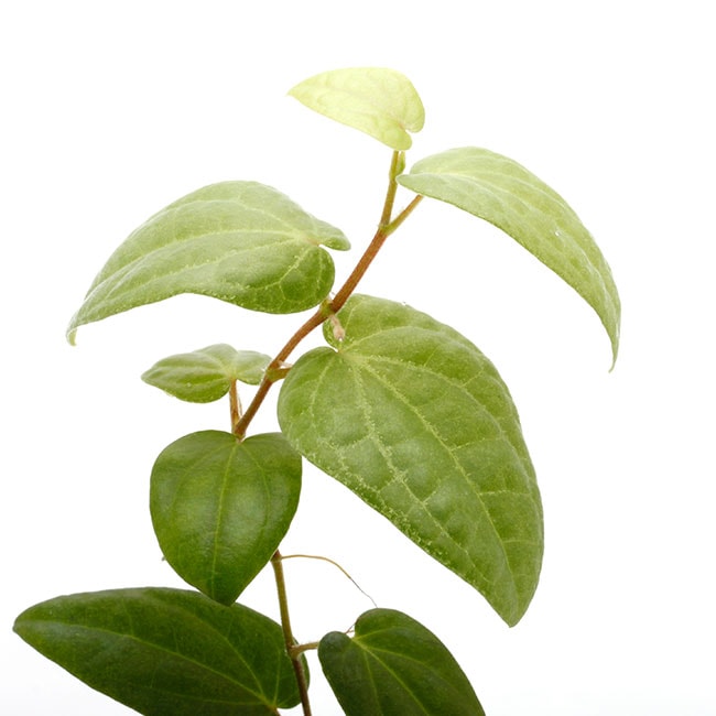 Piper sp. " Borneo " [ ピペル sp. "ボルネオ産" ] 1ポット