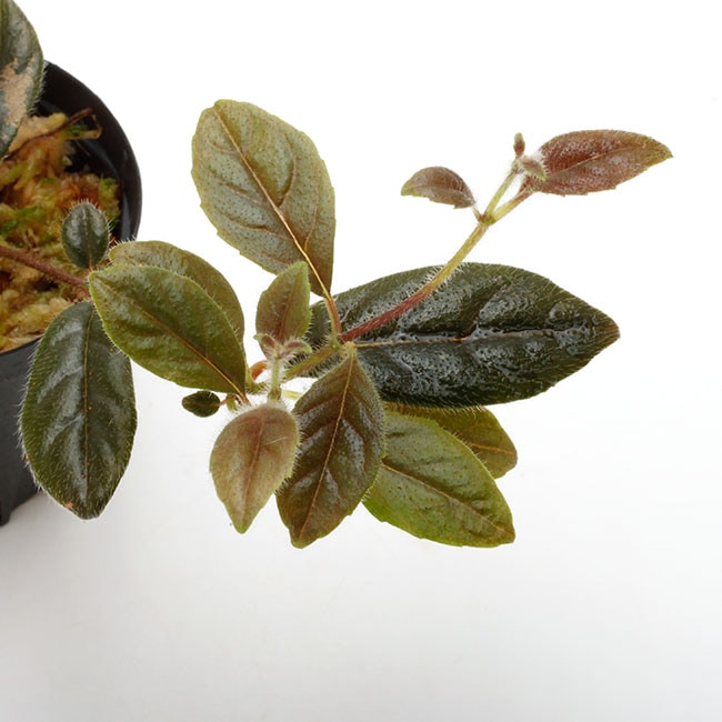 Columnea minor " Ecuador " [ コルムネア・ミノール ] 【 PN210308-05