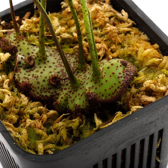 Lecanopteris mirabilis [ レカノプテリス・ミラビリス ] 【 PN220118-01