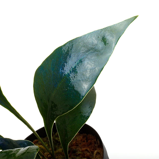 Microsorum siamensis [ ミクロソラム・サイアメンシス ] 【 PN220126-02