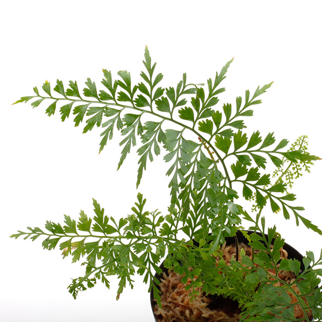 Asplenium affine [ アスプレニウム・アフィン ] 【 PN220419-20