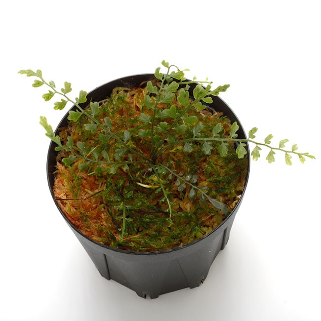 Asplenium quitense [ アスプレニウム・クイテンセ ] 1ポット 【 南米原産の小型着生シダ