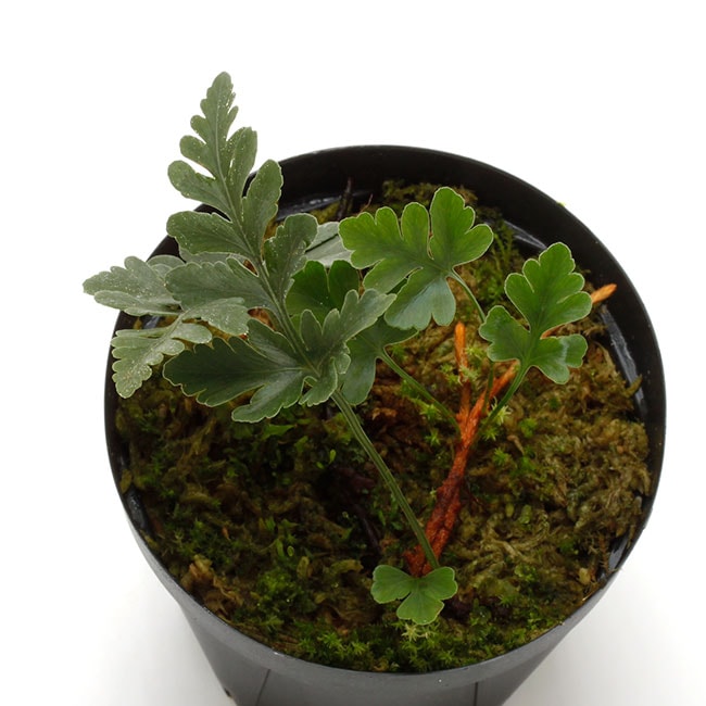 Davallia repens [ ダバリア・レペンス ] 【 PN220520-06