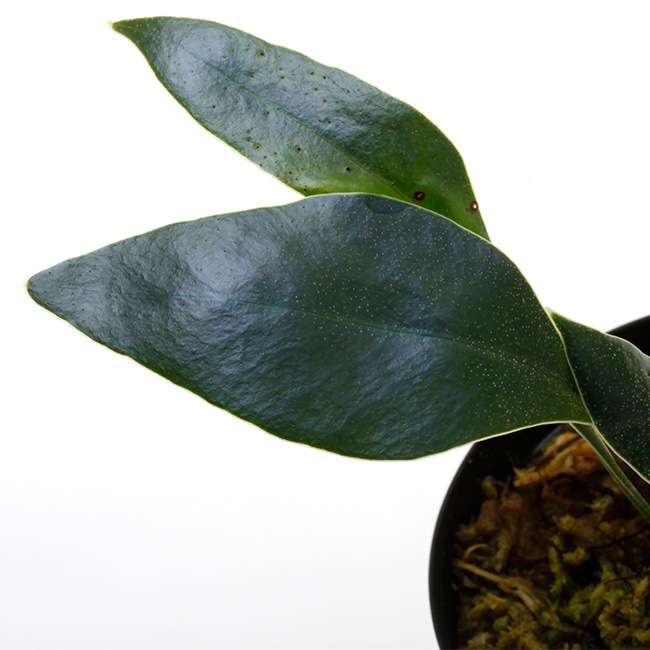 Microsorum siamensis [ ミクロソラム・サイアメンシス ] 【 PN220804-07