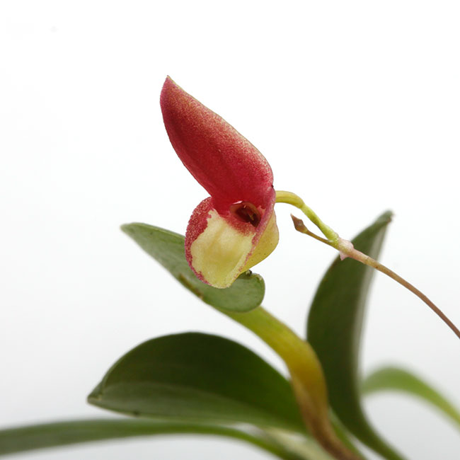 Stelis embreei [ ステリス・エンブレイ ] 【 PN230302-04