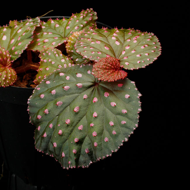 Begonia ocellata [ ベゴニア・オケラータ ]【 特徴的な丸葉にピンクスポットと刺が映える美麗種 】【 PN231102-10