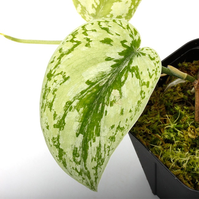 Scindapsus sp. " GALAXY " 【 PN231205-05