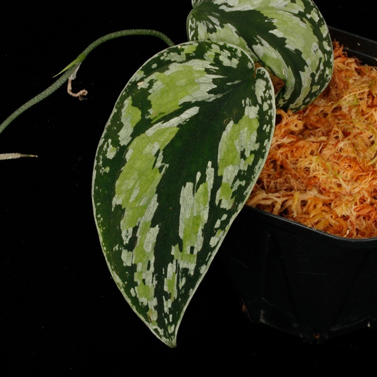 Scindapsus sp. " Tricolor " [ AAA ] 【 PN240627-11