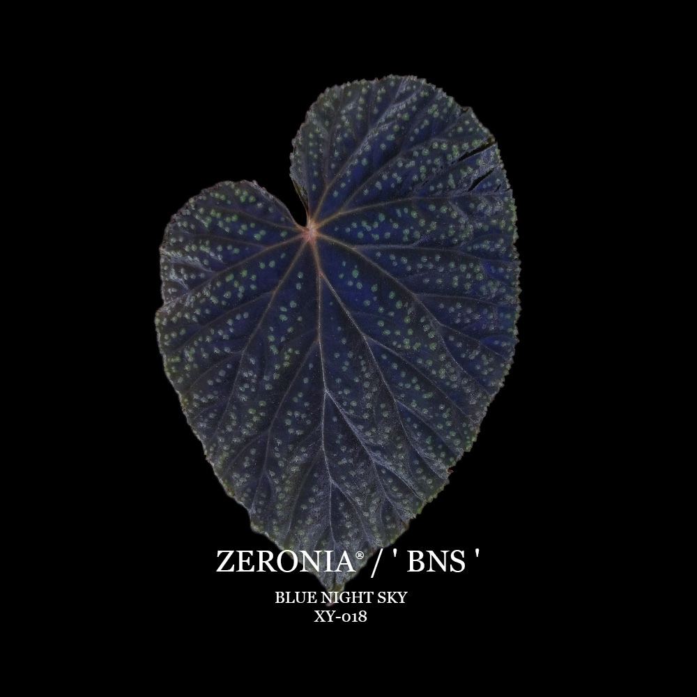 Begonia cv. ZERONIA / ' BNS (BLUE NIGHT SKY) ' [ XY-018 / B. lugonis x B. *** ] 【 ZERO PLANTS独自の ...