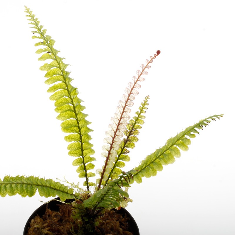 Cephalomanes javanicum [ セファロマネス・ジャバニカム ] 【 PN250320-03