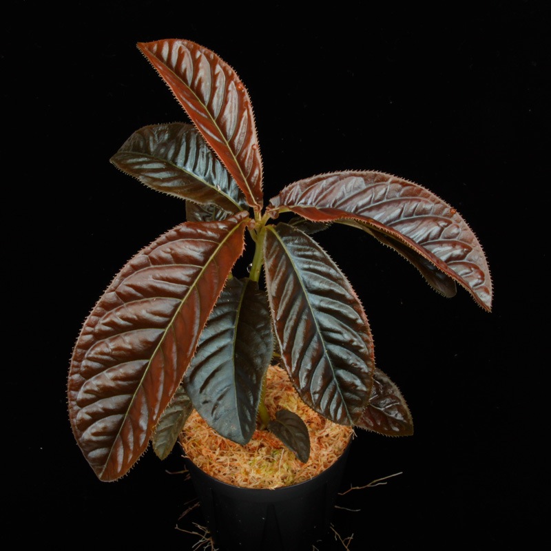 Labisia sp. " METALLIC " [ ラビシア sp. ] 【 PN250216-05