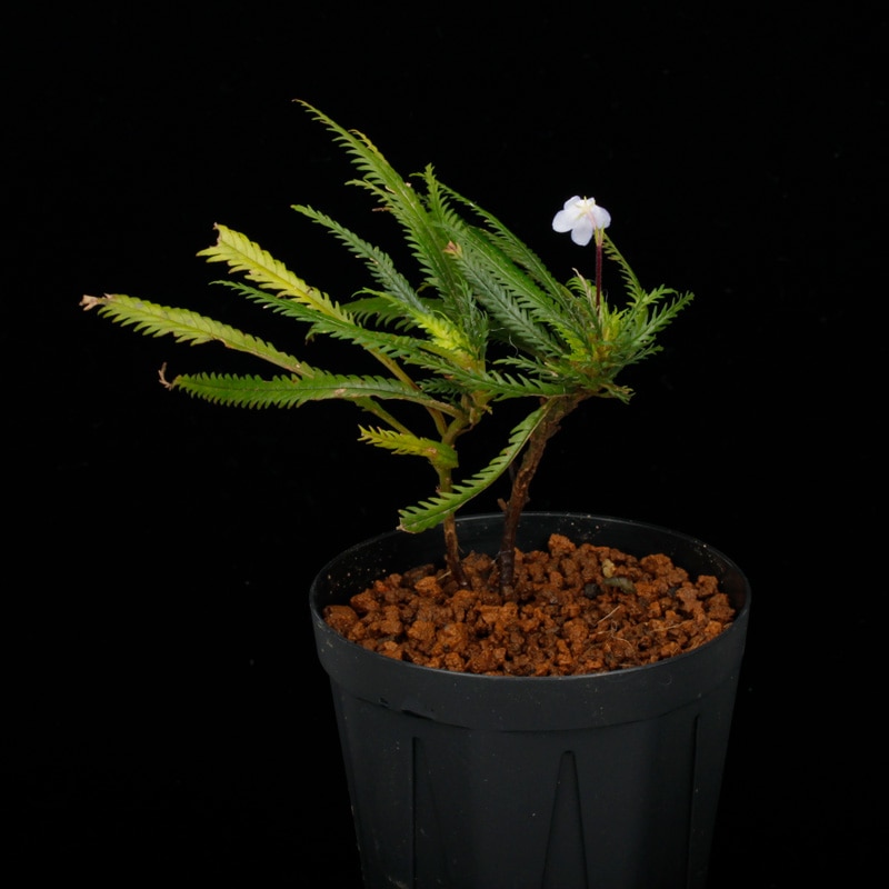 Codonoboea dentata [ コドノボエア・デンタータ ] 【 PN250609-22