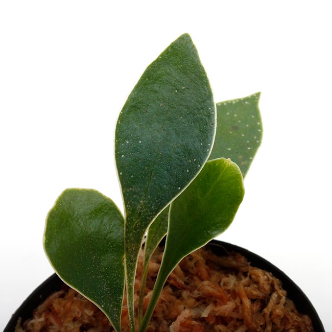 Microsorum siamensis [ ミクロソラム・サイアメンシス ] 1ポット