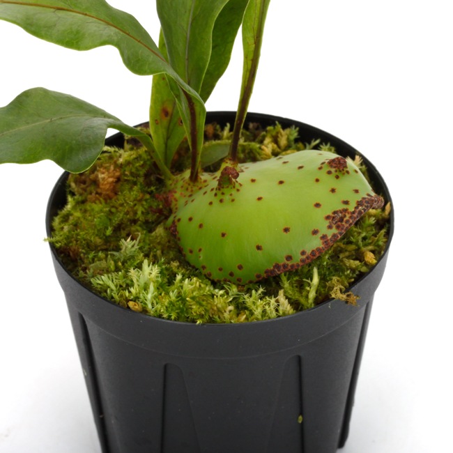 Lecanopteris mirabilis [ レカノプテリス・ミラビリス ] 【 PN240131-14