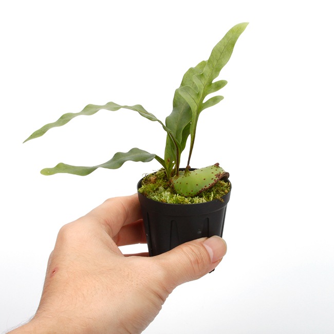 Lecanopteris mirabilis [ レカノプテリス・ミラビリス ] 【 PN240131-14