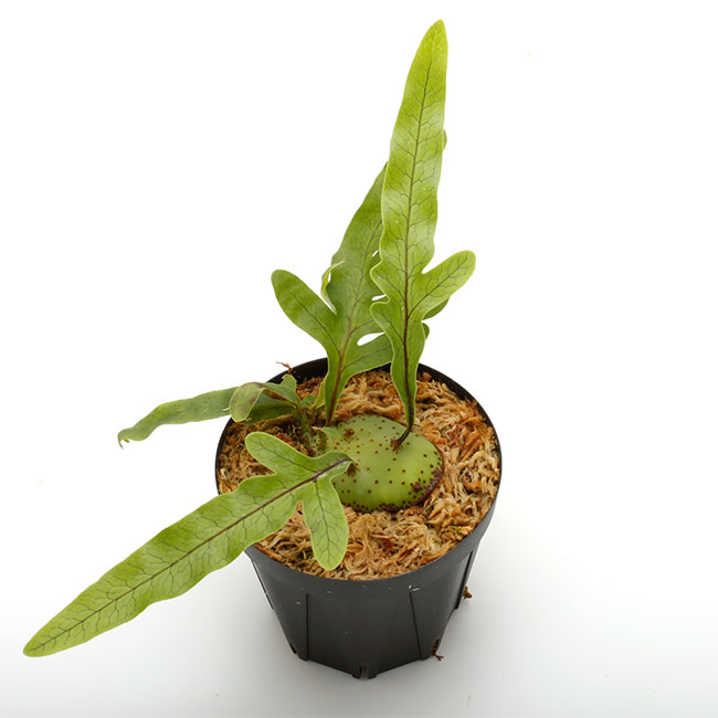 Lecanopteris mirabilis [ レカノプテリス・ミラビリス / 胞子増殖株 ] 【 PN230510-14