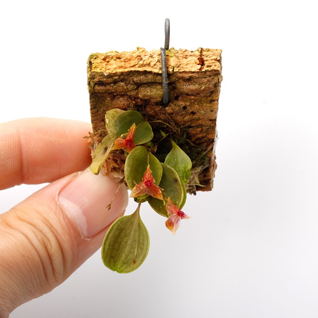 Lepanthes Sherry Bridygham ( Lths. calodictyon × Lths. telipogoniflora ...