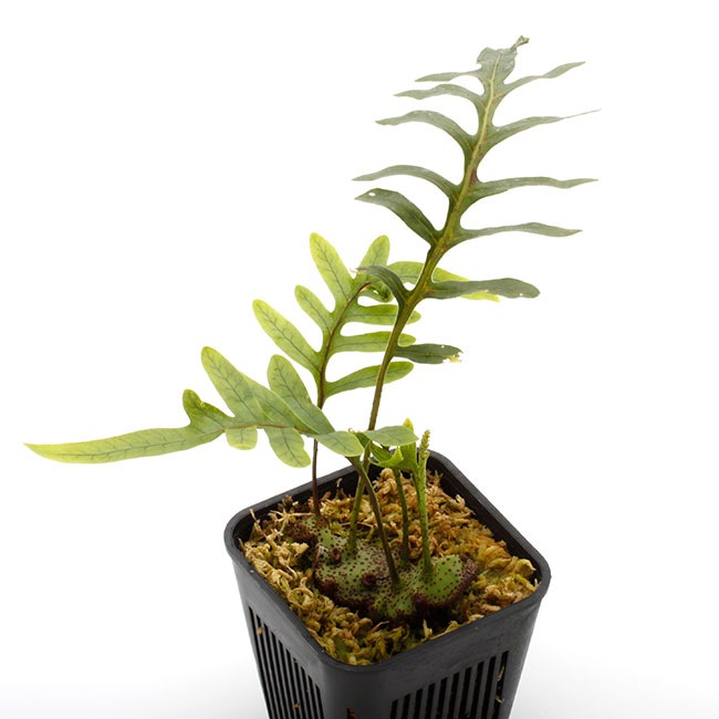 Lecanopteris mirabilis [ レカノプテリス・ミラビリス ] 【 PN220118-01