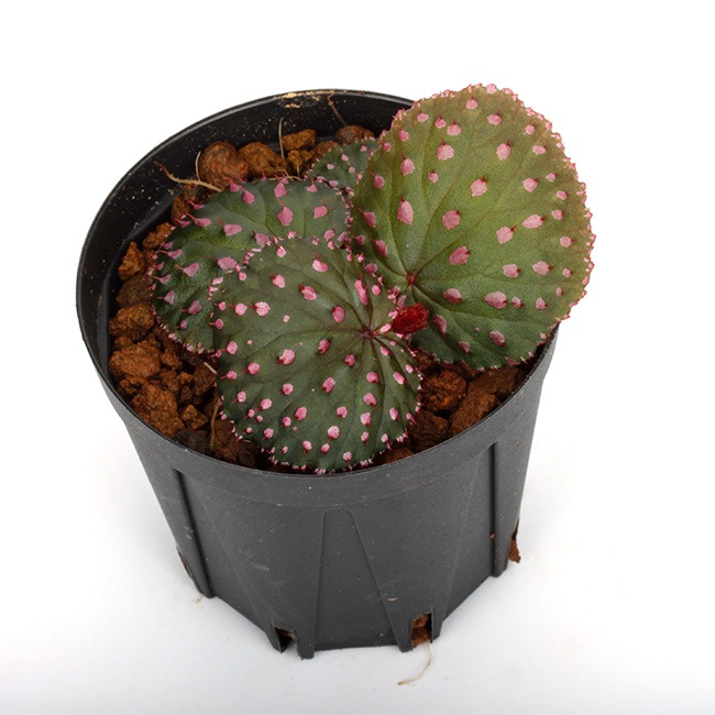 Begonia ocellata [ ベゴニア・オケラータ ]【 特徴的な丸葉にピンクスポットと刺が映える美麗種 】1ポット