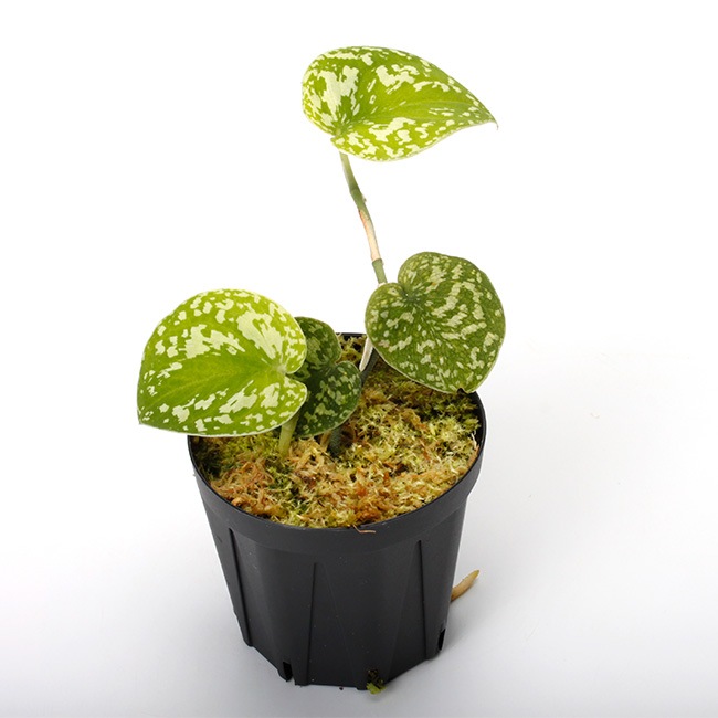 Scindapsus pictus " Haask " 【 PN231205-03