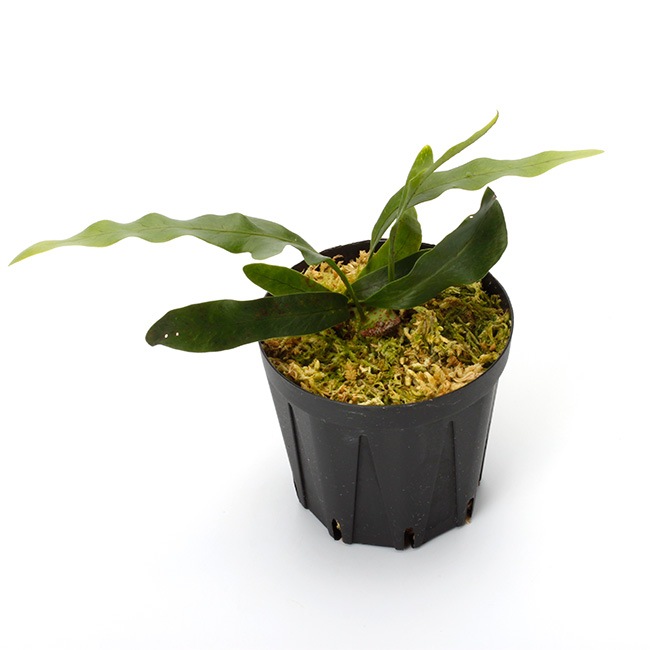 Lecanopteris mirabilis [ レカノプテリス・ミラビリス / 胞子増殖株 ] 【 PN231007-01