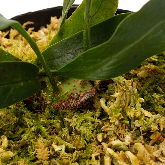 Lecanopteris mirabilis [ レカノプテリス・ミラビリス / 胞子増殖株 ] 【 PN231007-01