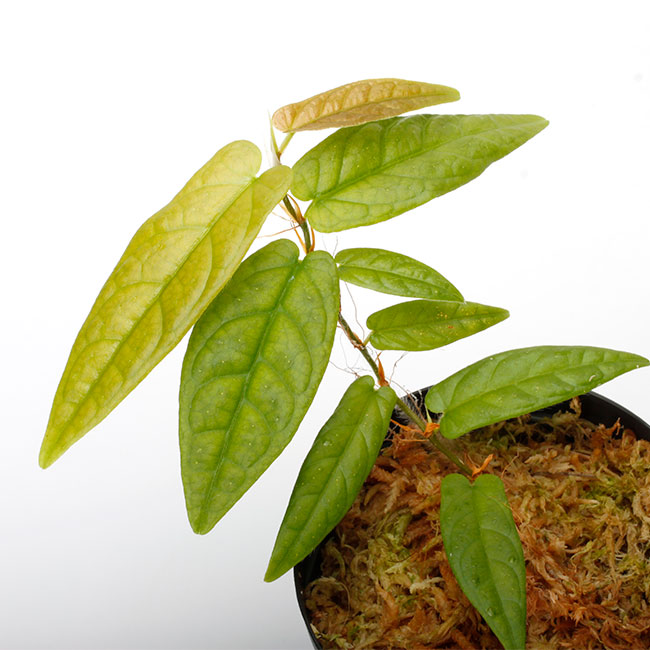 Ficus sp. “ Borneo ” [ フィカス sp. ・ボルネオ産 ] 1ポット