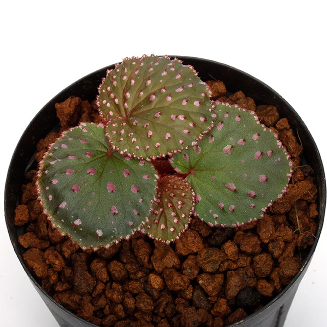 Begonia ocellata [ ベゴニア・オケラータ ]【 特徴的な丸葉にピンクスポットと刺が映える美麗種 】【 PN240309-01