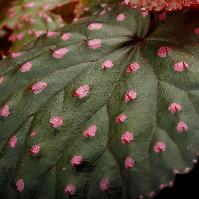 Begonia ocellata [ ベゴニア・オケラータ ]【 特徴的な丸葉にピンクスポットと刺が映える美麗種 】【 PN240309-01