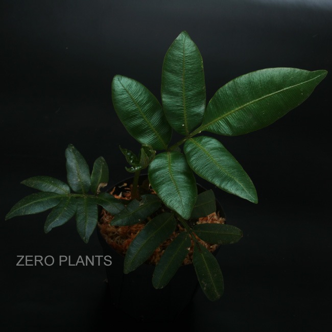 Danaea erecta "Ecuador" [ ダナエア・エレクタ ] 【 PN180312-10