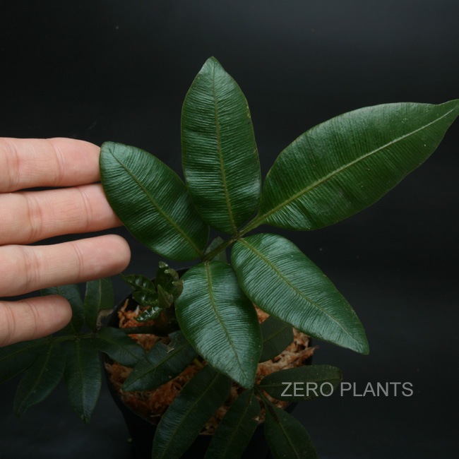 Danaea erecta "Ecuador" [ ダナエア・エレクタ ] 【 PN180312-10