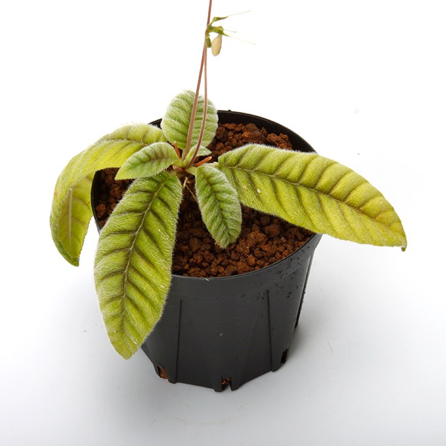 Codonoboea sp. " West Sumatera " [ コドノボエア sp. 西スマトラ ] 【 PN231009-06