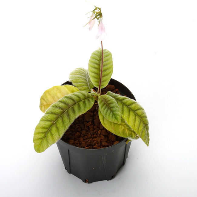 Codonoboea sp. " West Sumatera " [ コドノボエア sp. 西スマトラ ] 【 PN231009-07