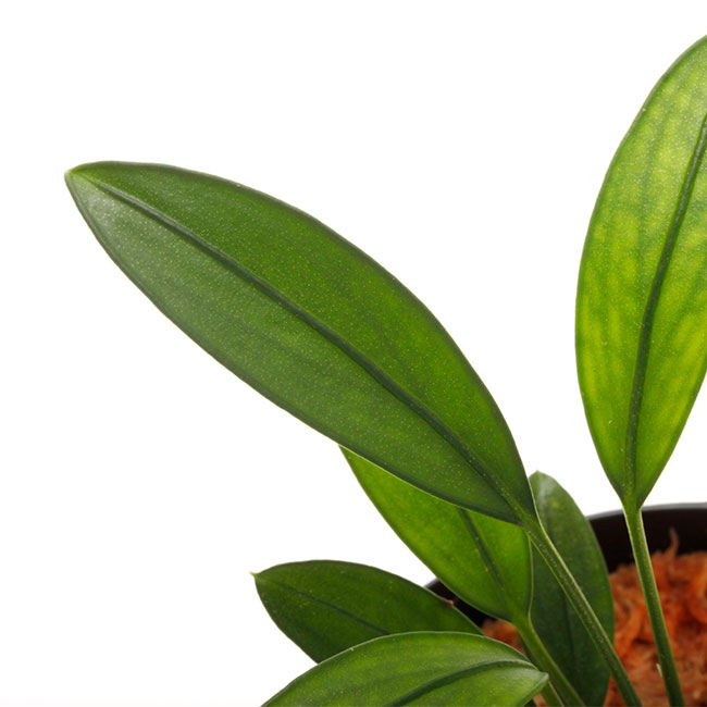 Aridarum sp． [ アリダルム sp. ] 【 PN220419-14 】 | 植物 ( 過去販売株 ),エキゾチックプランツ ...