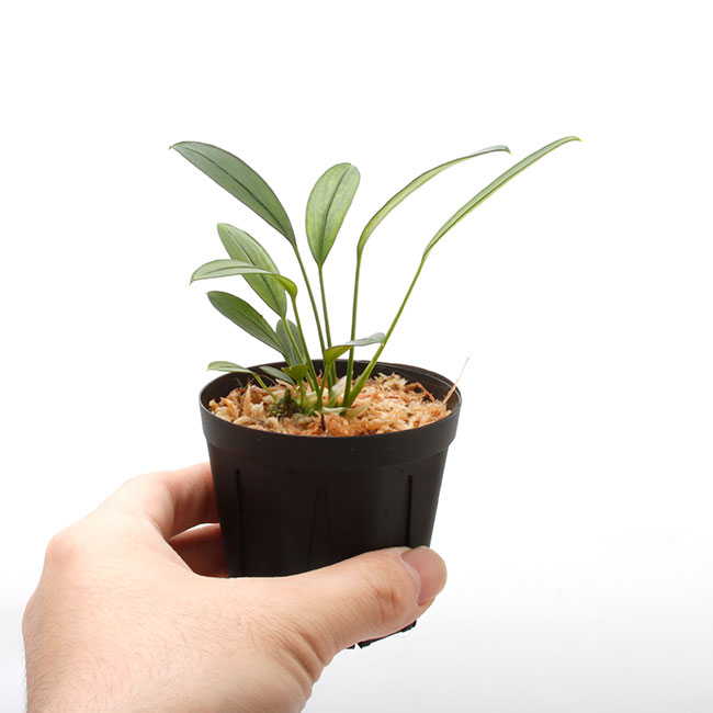 Aridarum sp． [ アリダルム sp. ] 【 PN220419-14 】 | 植物 ( 過去販売株 ),エキゾチックプランツ ...